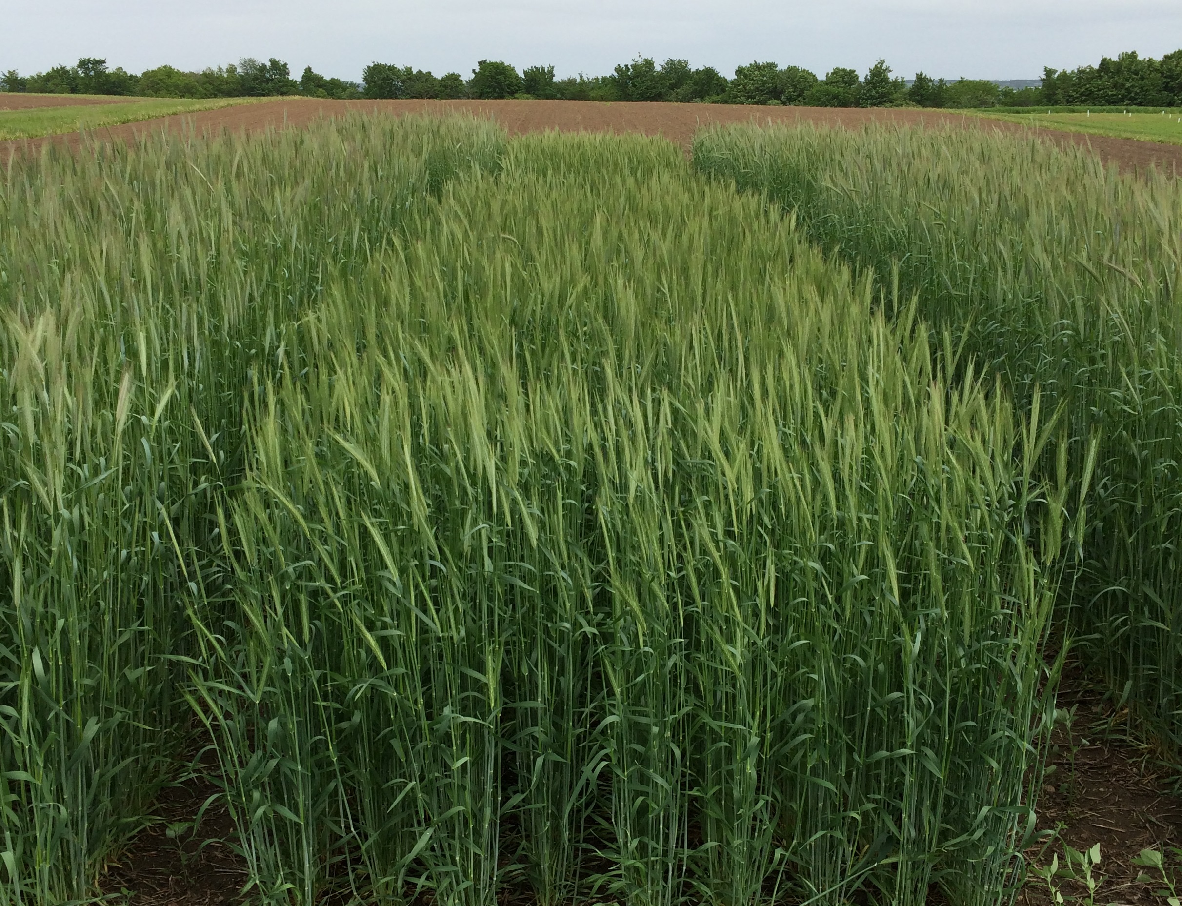 Les avantages du seigle hybride | Coopérateur