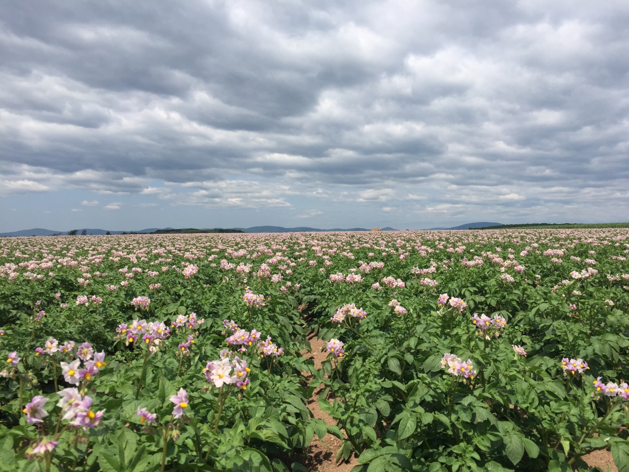 PurYield : La nouvelle génération de fertilisant azoté à libération ...