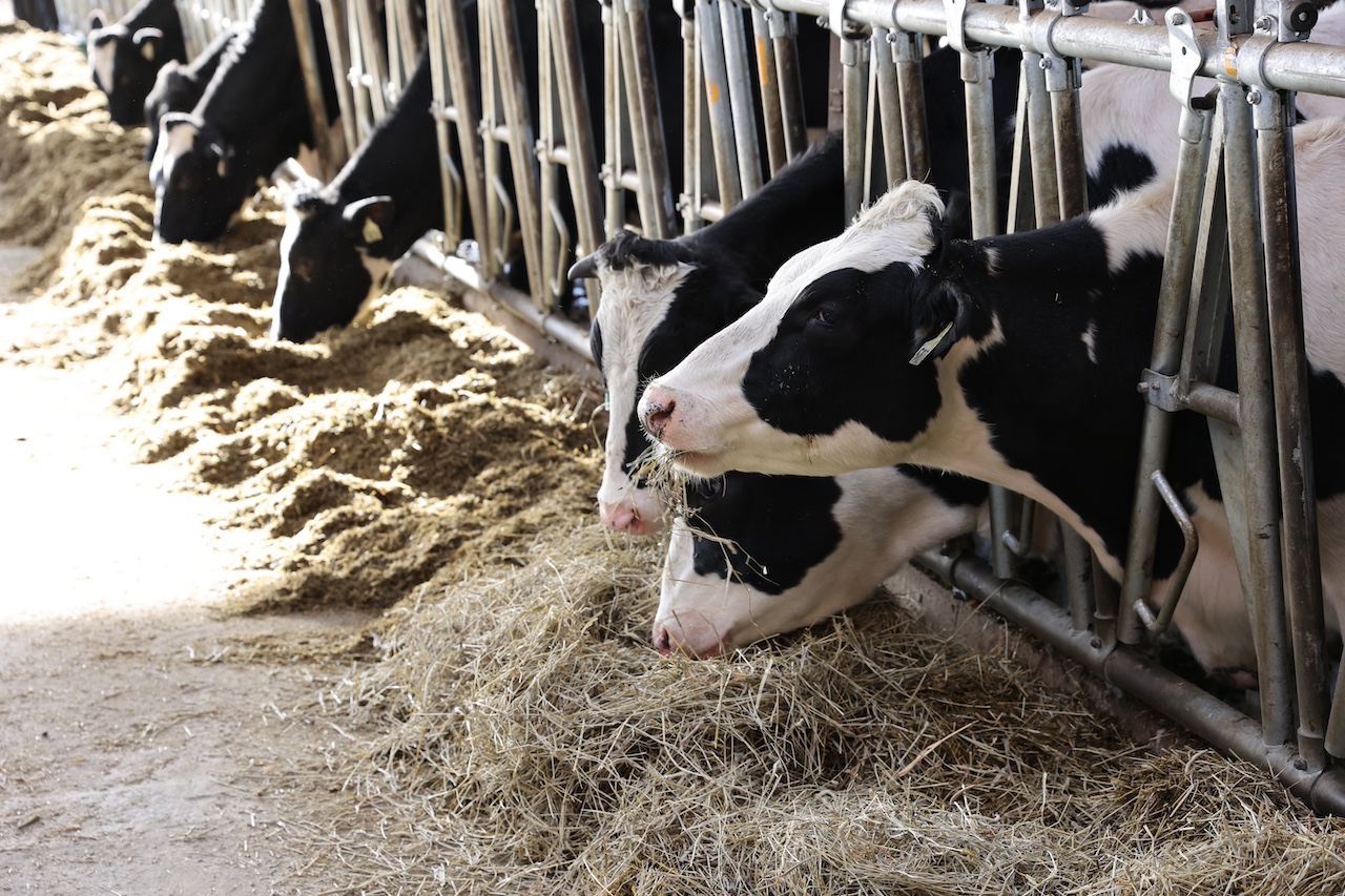 Santé Canada approuve Engemycin® DD de Merck Santé animale | Coopérateur